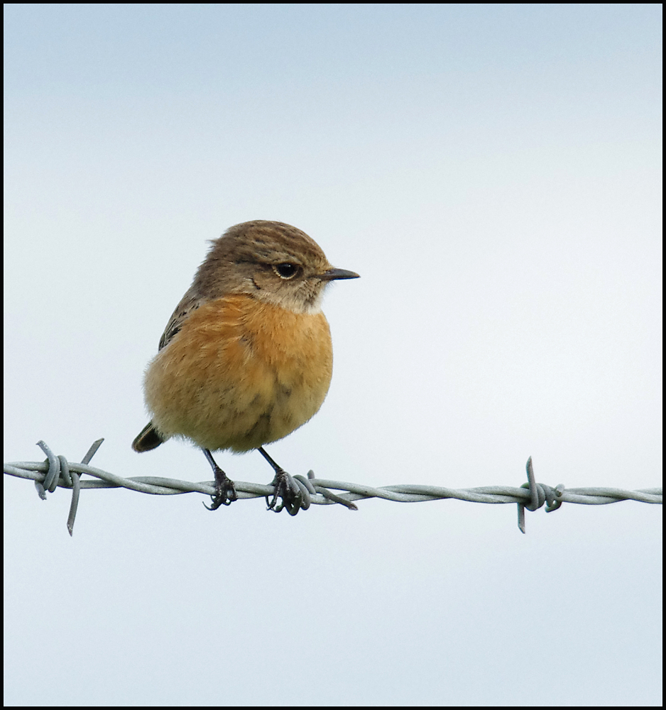 Female Stonechat