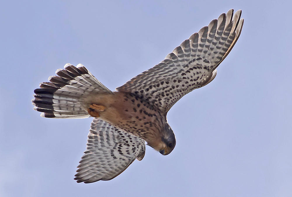 Wind hawk by Jokke - Pentax User