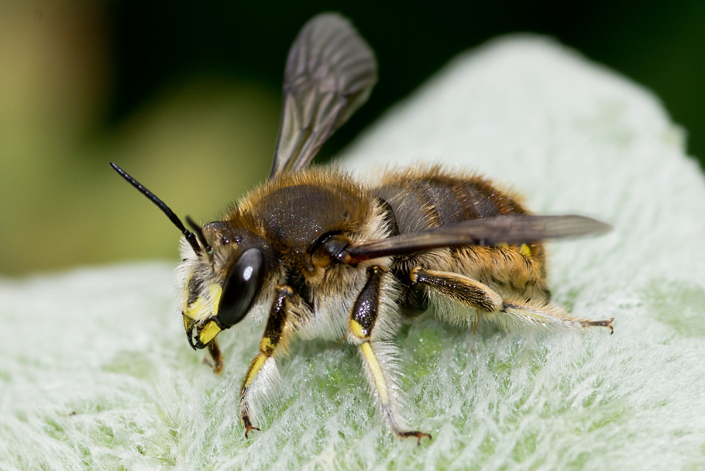 June 9th - Bug Week Day 2: Carder Bees : r/SketchDaily