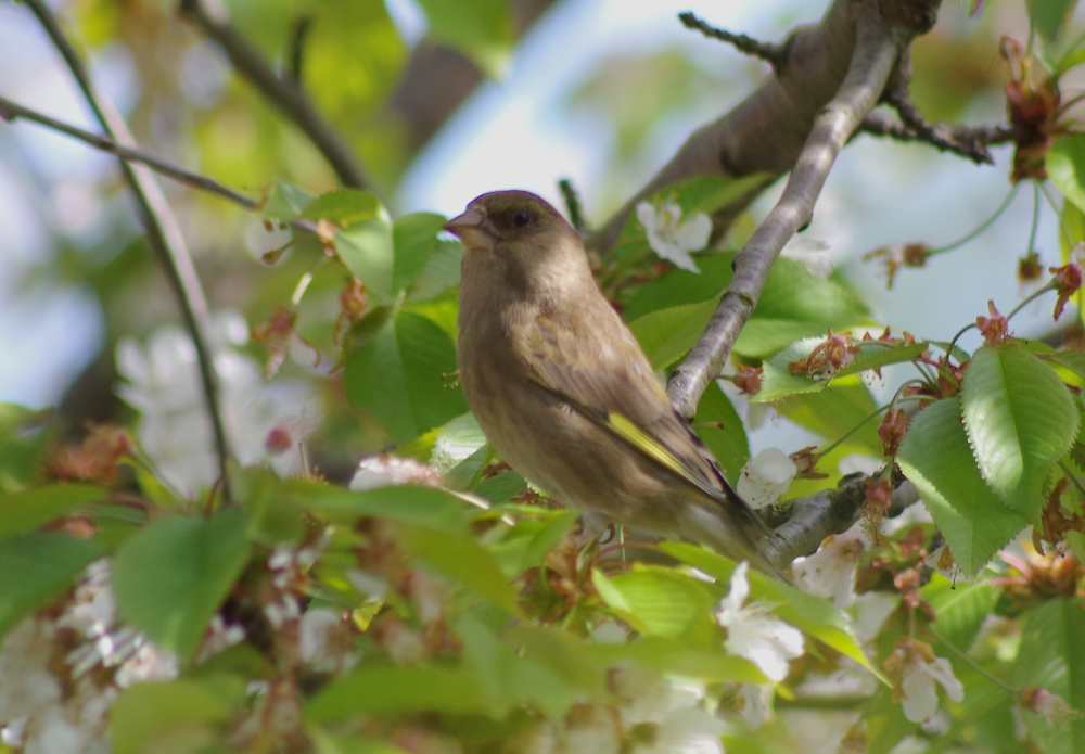 Female Greenfinch by Perspicador - Pentax User