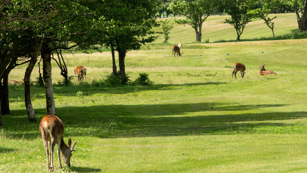 Lochranza a Deer Golf Course by davidrobinson - Pentax User