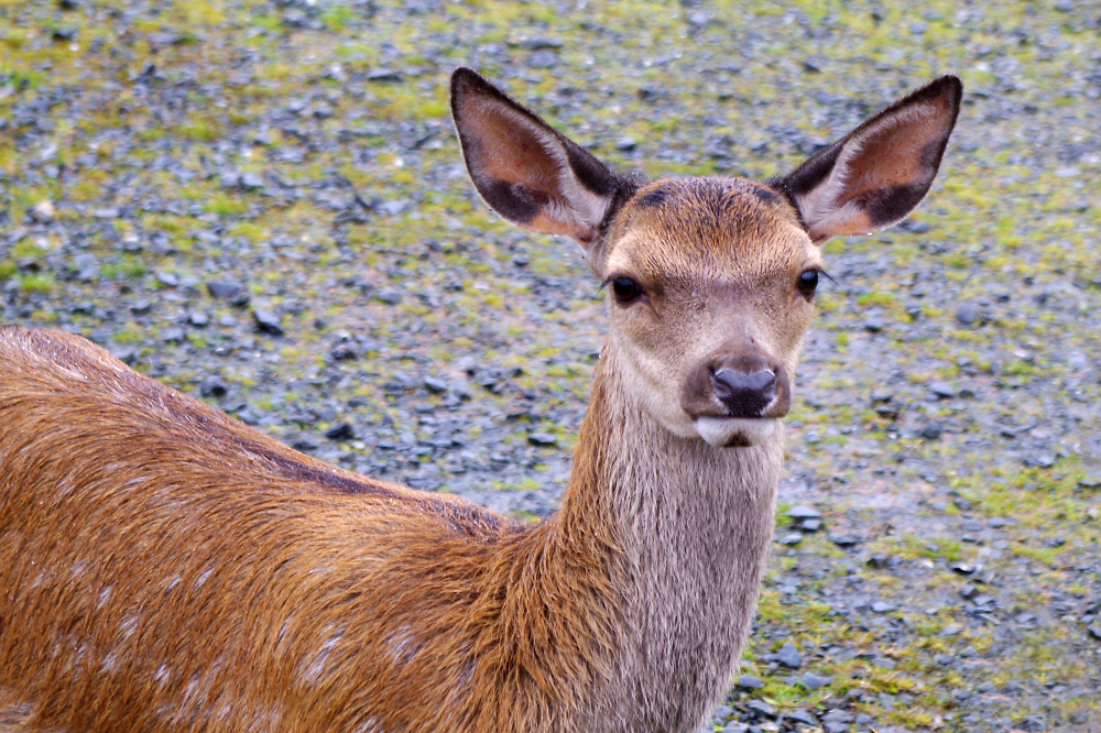 Red Deer Hind by davidrobinson - Pentax User