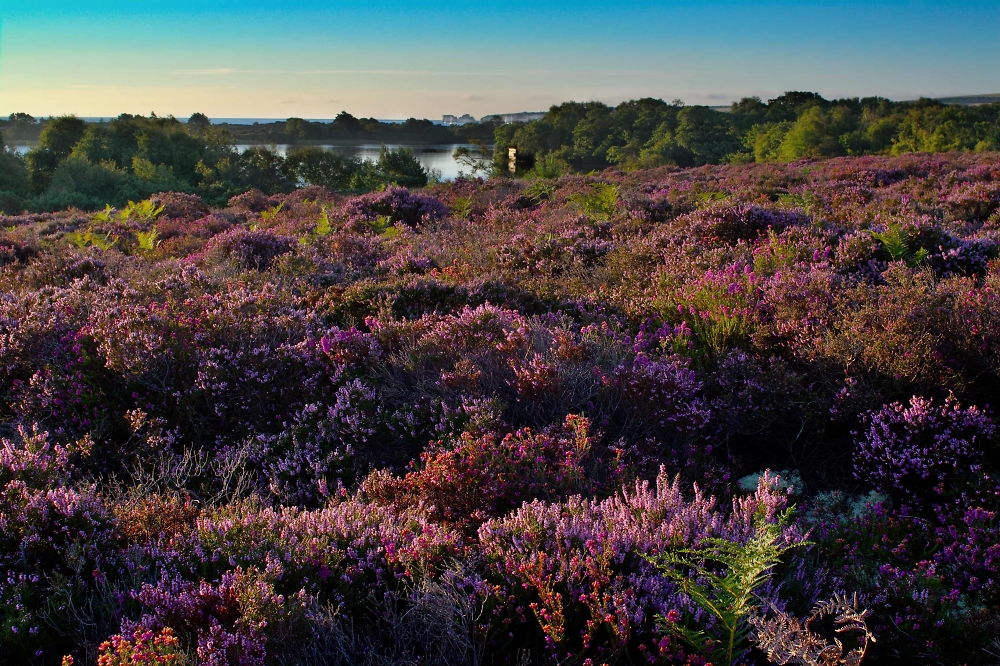 Studland Heath, Landscape by McGregNi - Pentax User