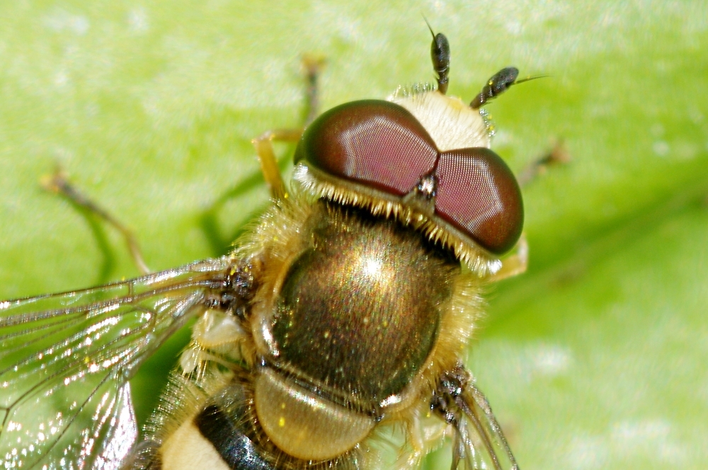 compound eyes