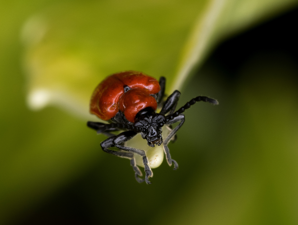 Red Beetle by derek897 - Pentax User