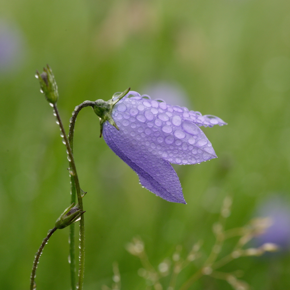 Harebell by alfpics - Pentax User