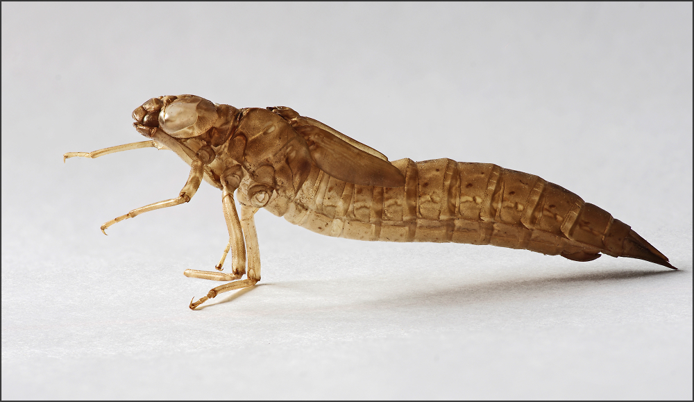 Dragonfly Exuvia