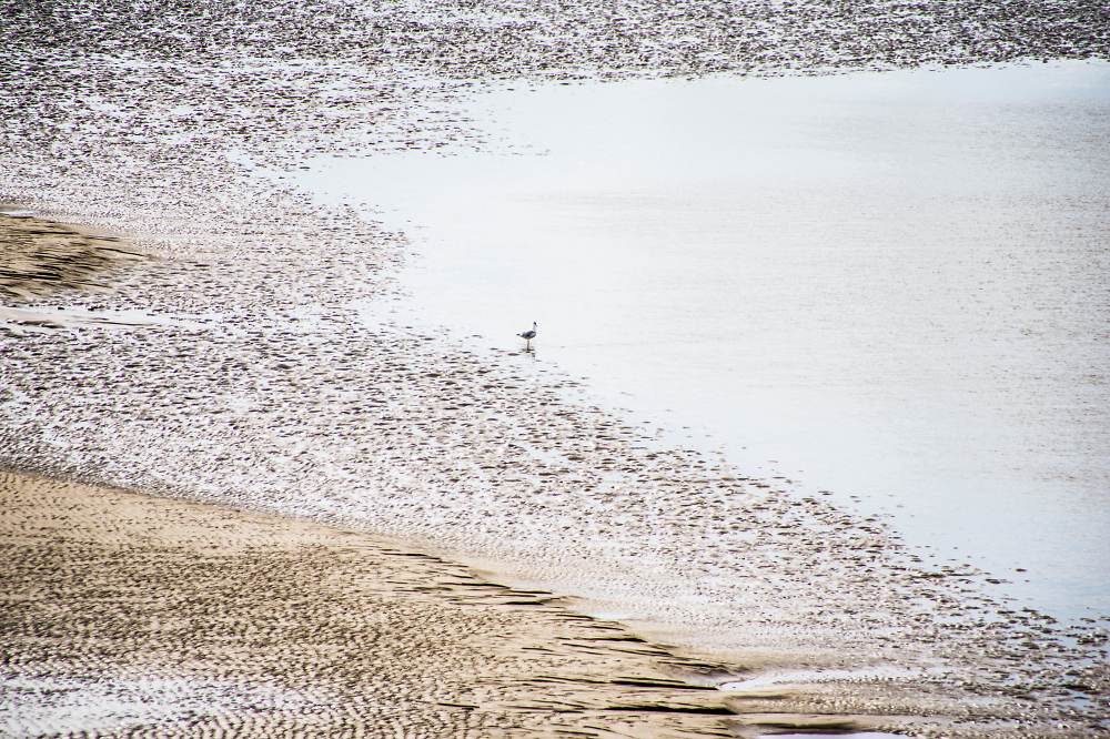 Sand, mud, sea.....and a bird. by PeterKR - Pentax User
