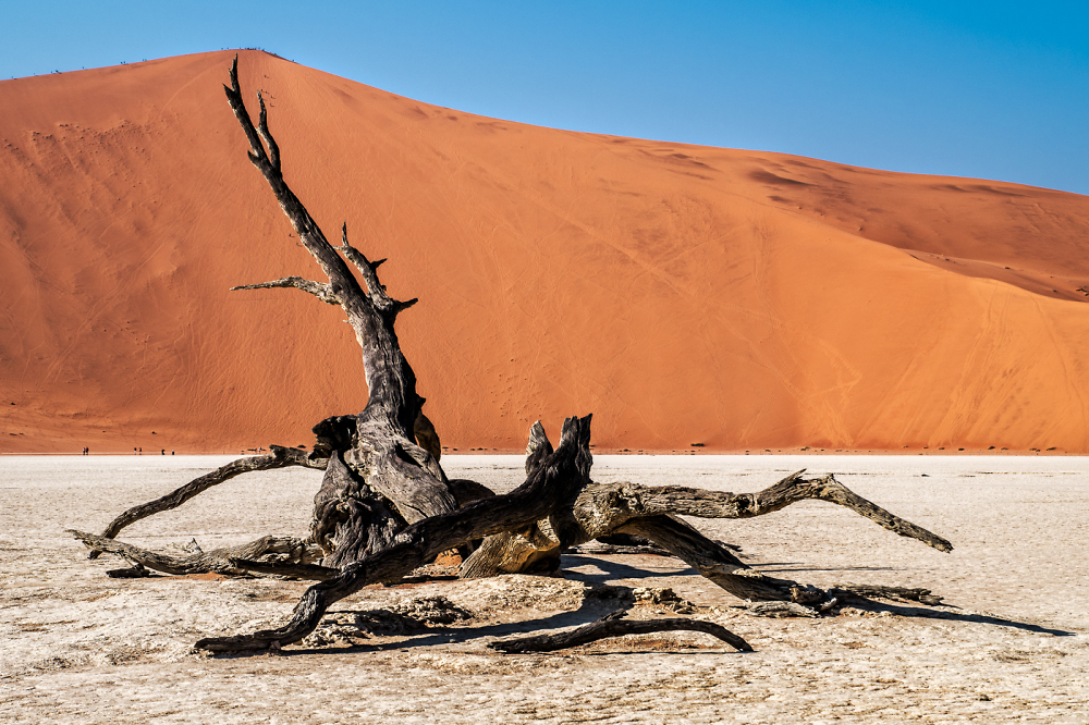 Dead Pan by Nigelk - Pentax User