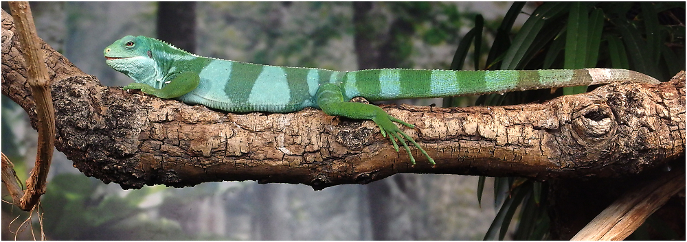 Fijian Banded Iguana
