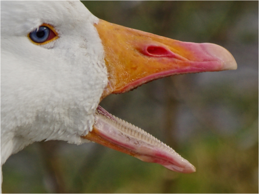 Goose With Teeth
