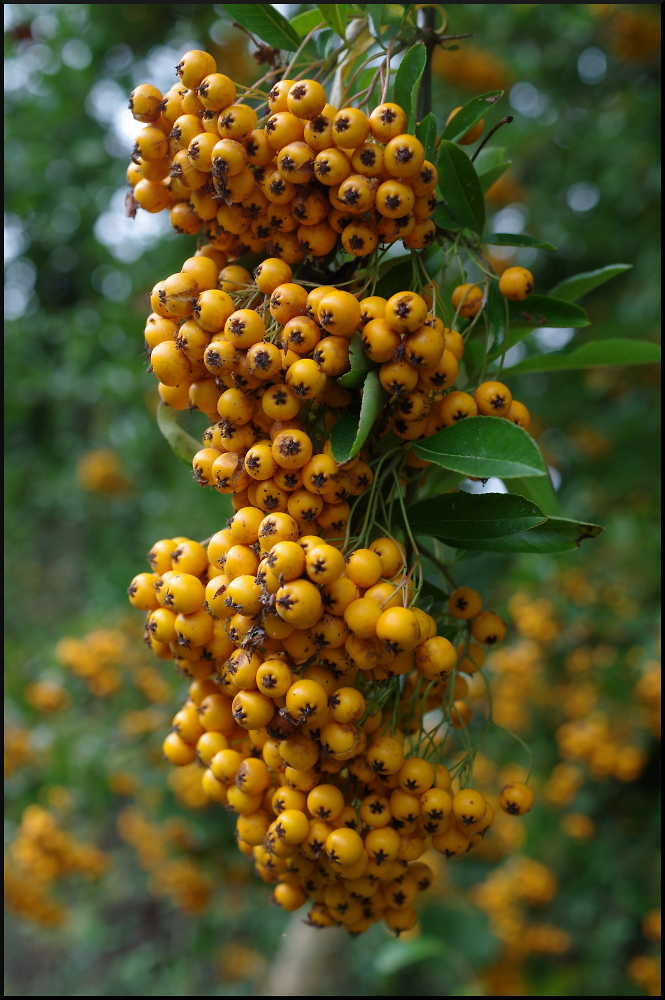 Viewing Photo - Yellow Rowan Berries - Pentax User
