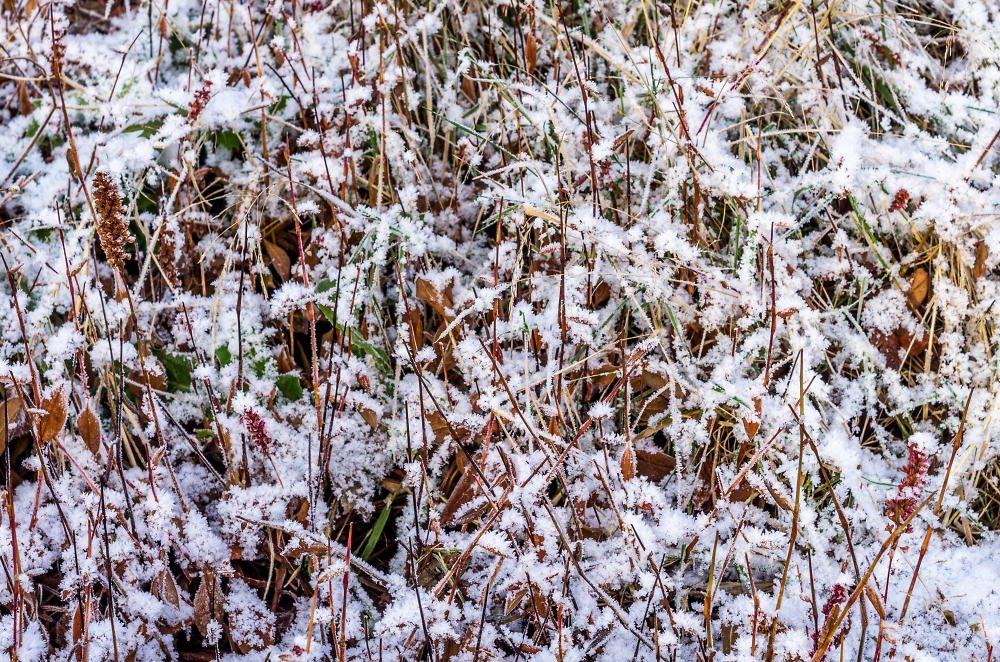 Hoar frost by Hazza - Pentax User