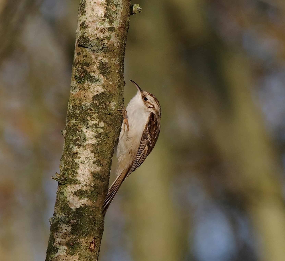 Treecreeper by jockey1 - Pentax User