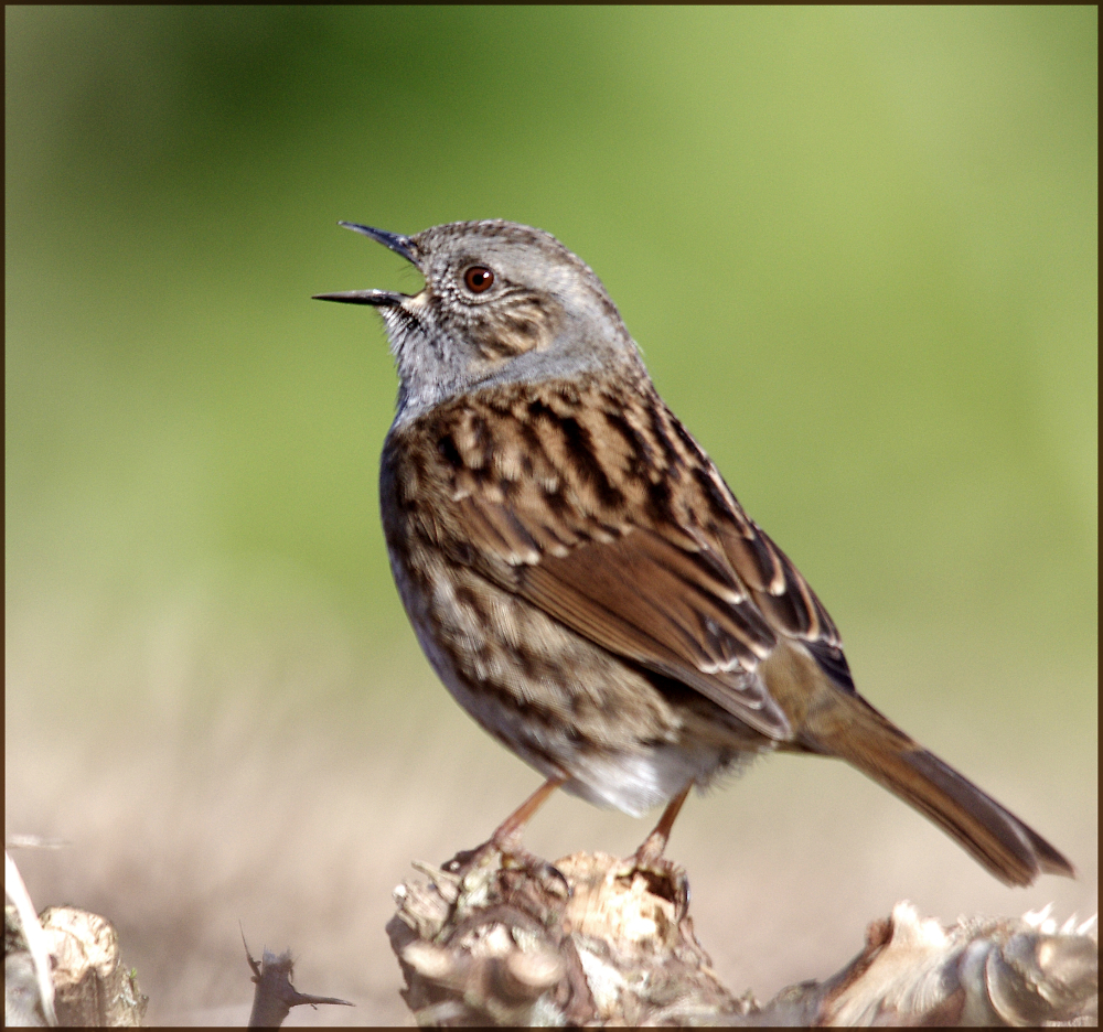 Dunnock