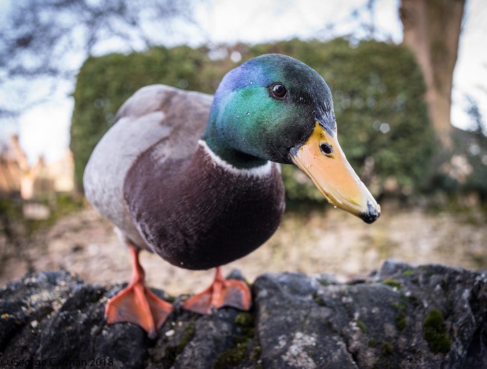 Quack ! - Pentax User