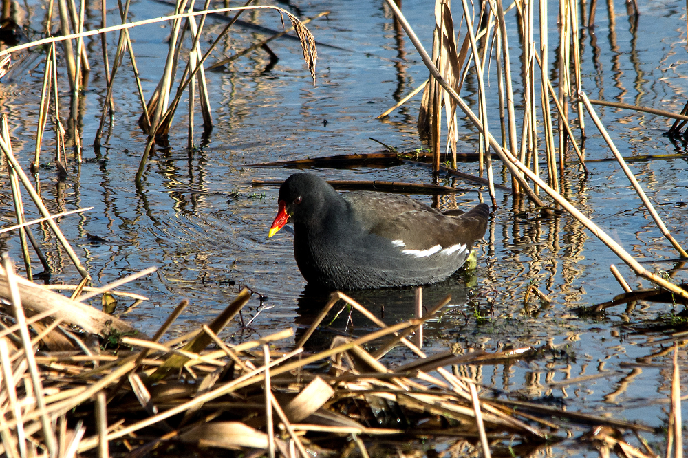 Moorhen by davidrobinson - Pentax User