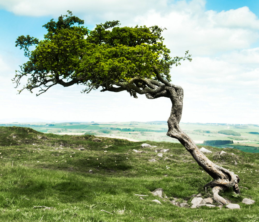 Wind Bent Tree - Northumberland by tyronet2000 - Pentax User