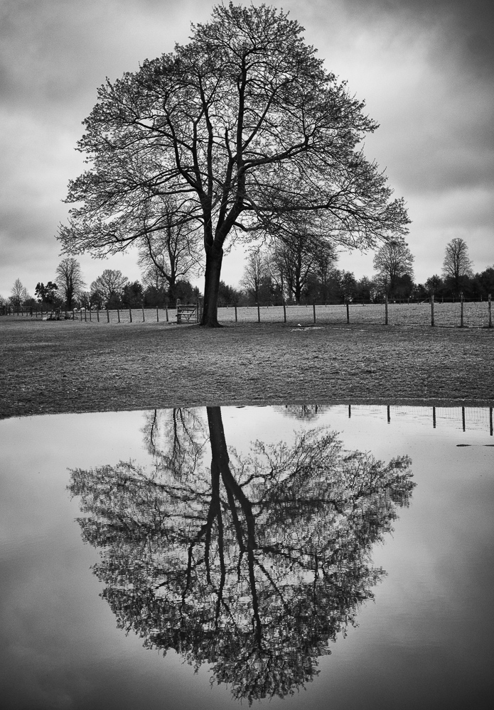 Tree reflections by womble - Pentax User