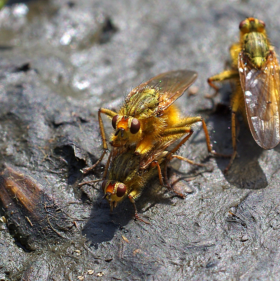 Dung flies making more dung flies on a cow pat