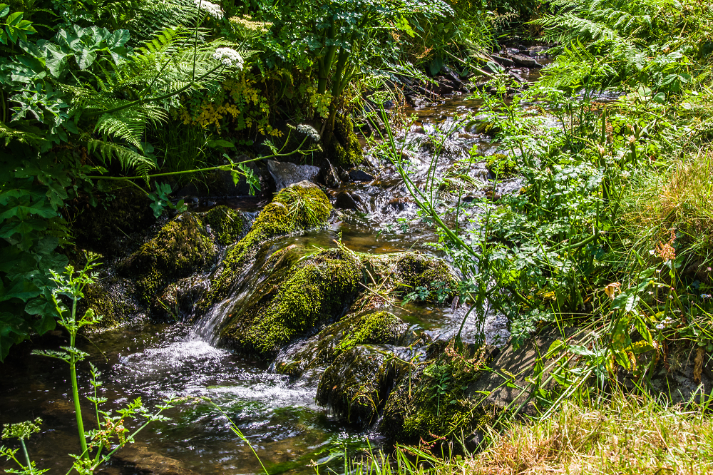 Babbling Brook