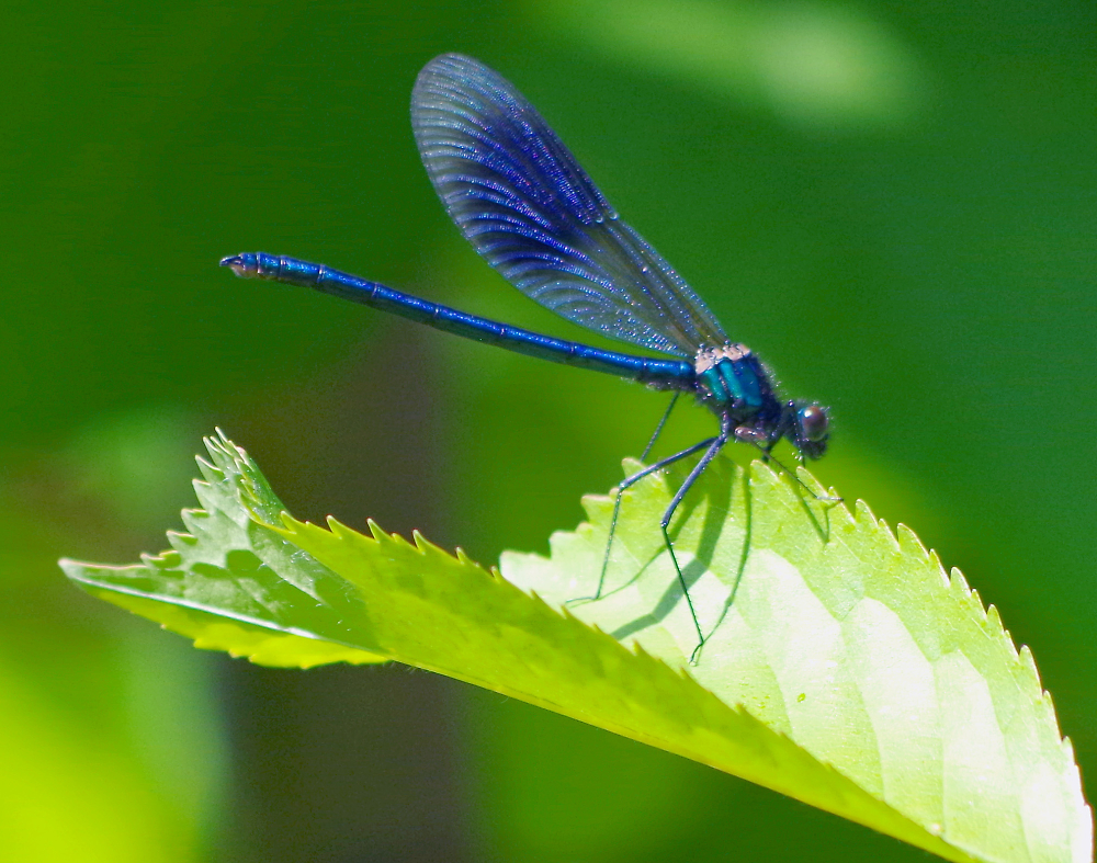 Blue damsel-fly by Perspicador - Pentax User