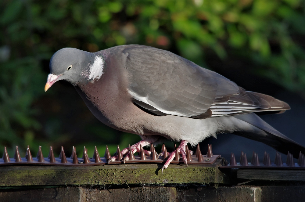 Eee!! Ooo!! Ouch!! by jockey1 - Pentax User