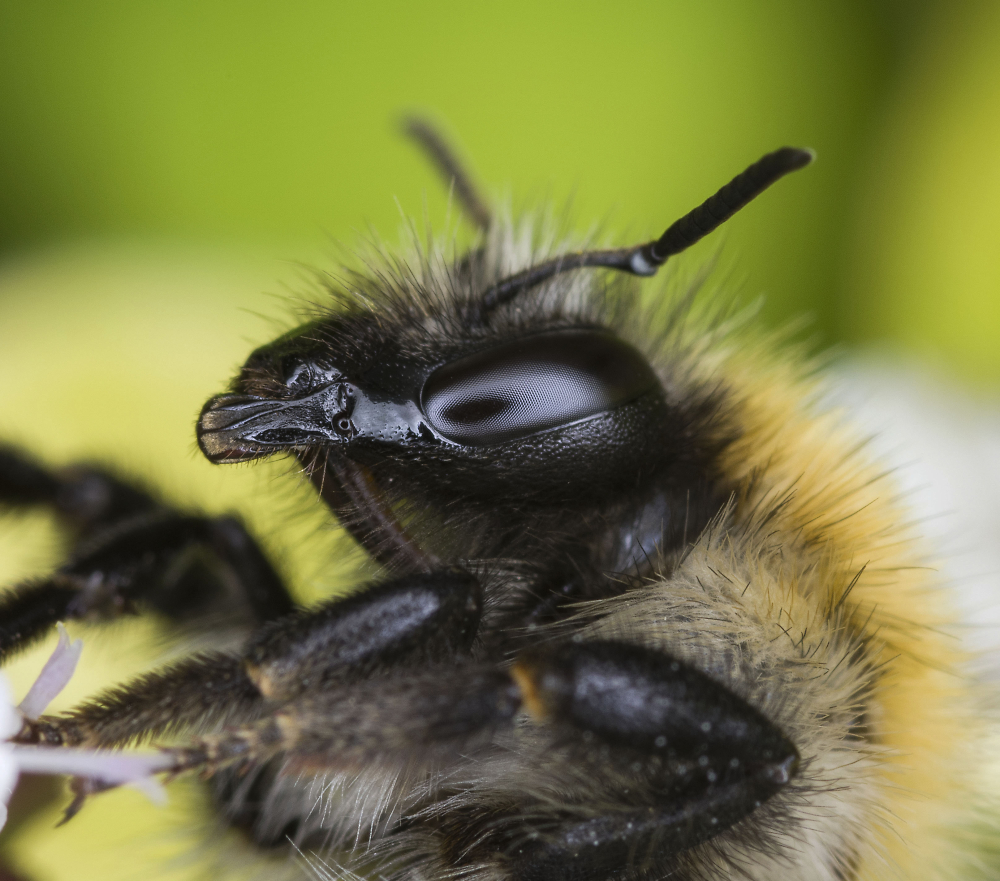 Bee big crop by derek897 - Pentax User