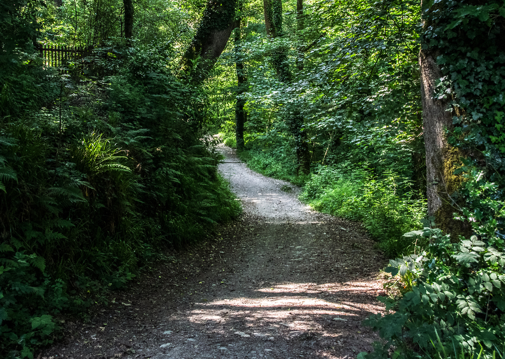 Woodland path by PeterKR - Pentax User