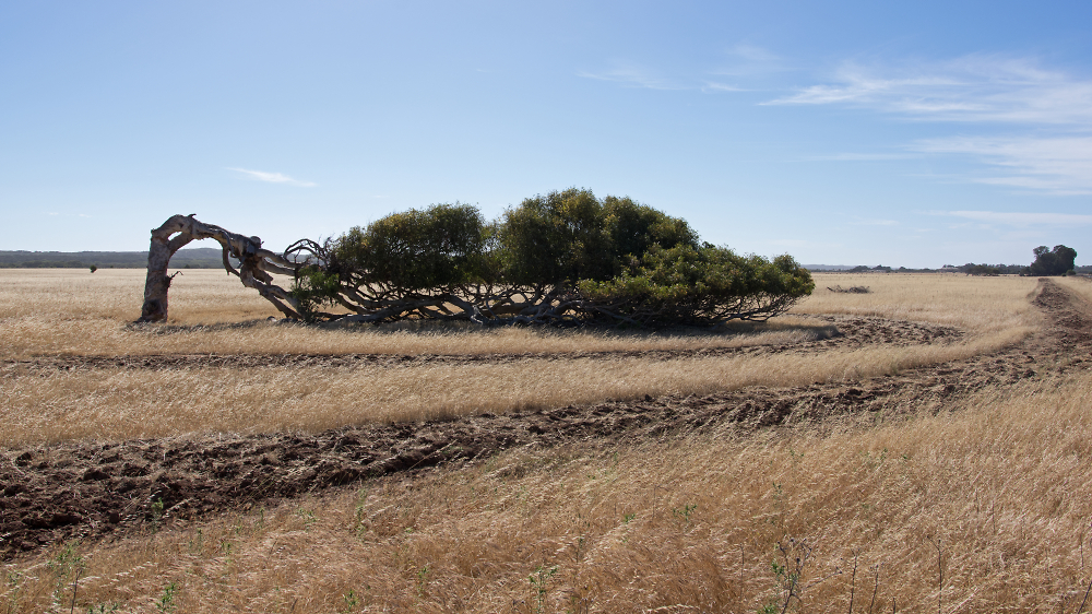 Leaning Tree by JForeigner - Pentax User