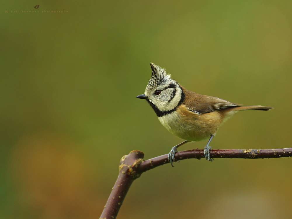 european crested tit / lophophanes cristatus by senn - Pentax User