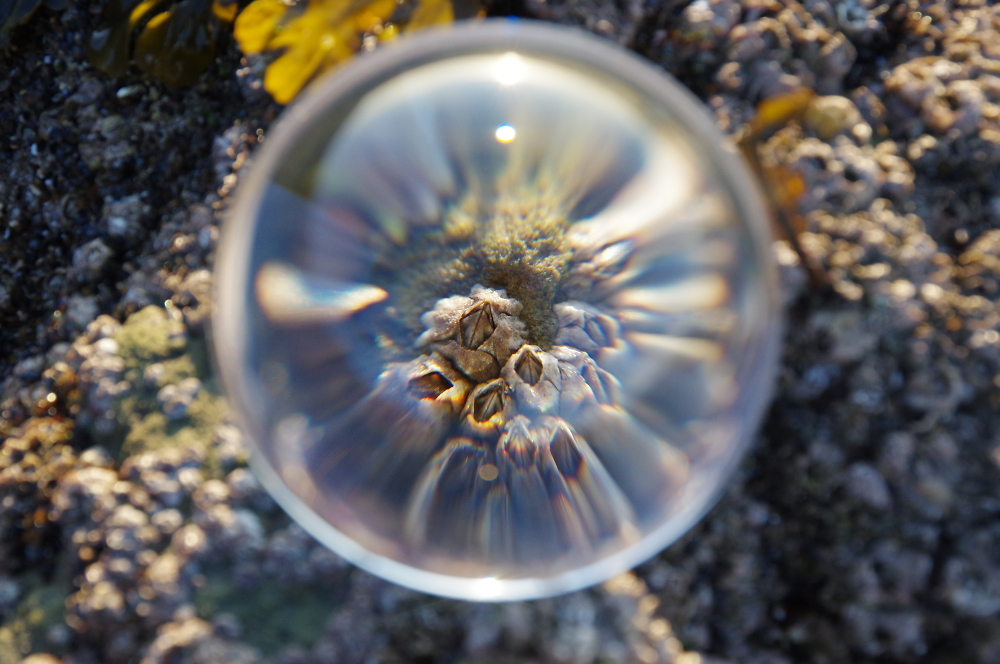 Tiny Barnacles by phillipjclay - Pentax User