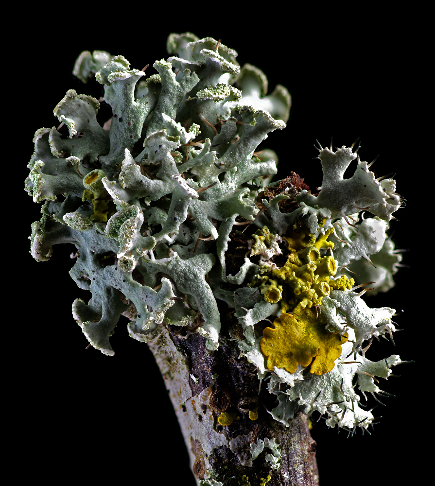Twig Lichen