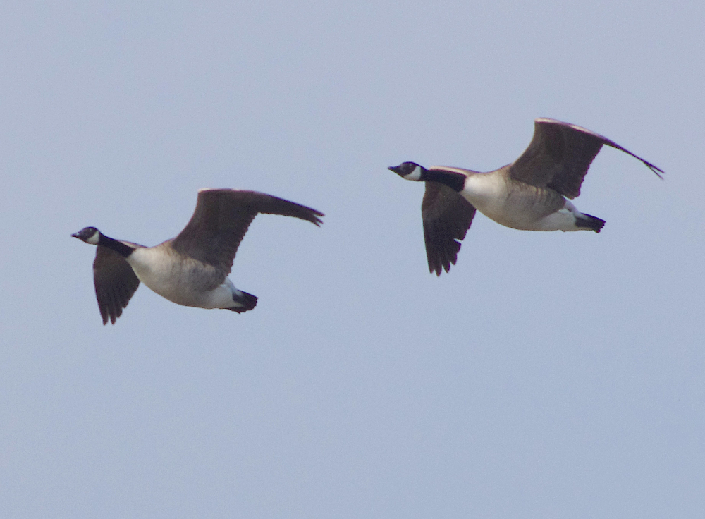 More Geese by Perspicador - Pentax User