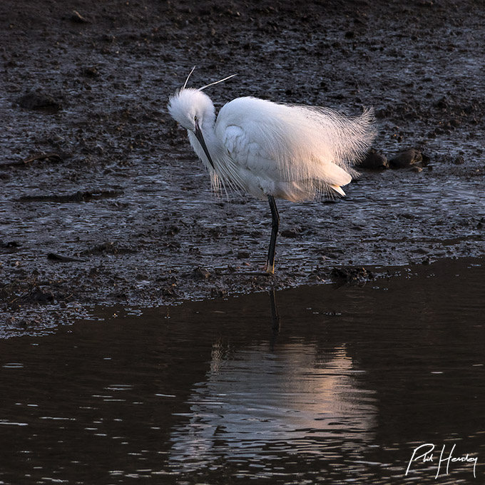 Preen by morpheus71 - Pentax User