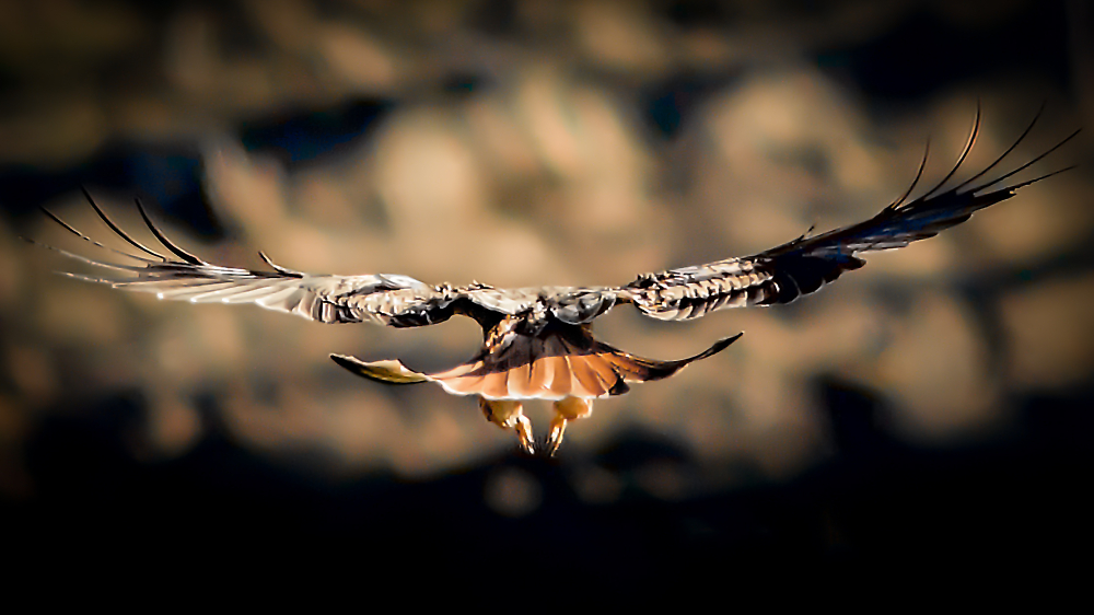 That Condor Moment by kerrowdown - Pentax User