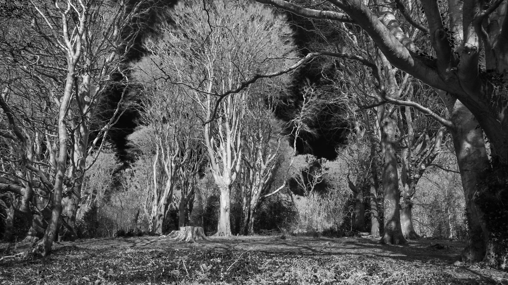 Tree-arena by Antony - Pentax User