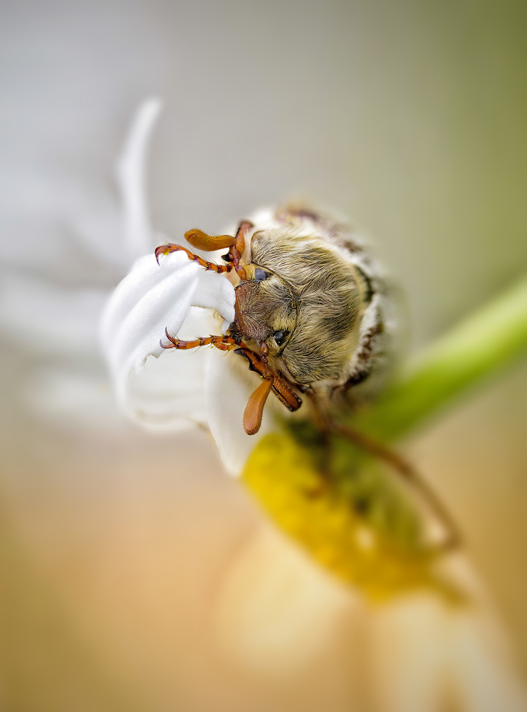 Big Bugger v2 by derek897 - Pentax User