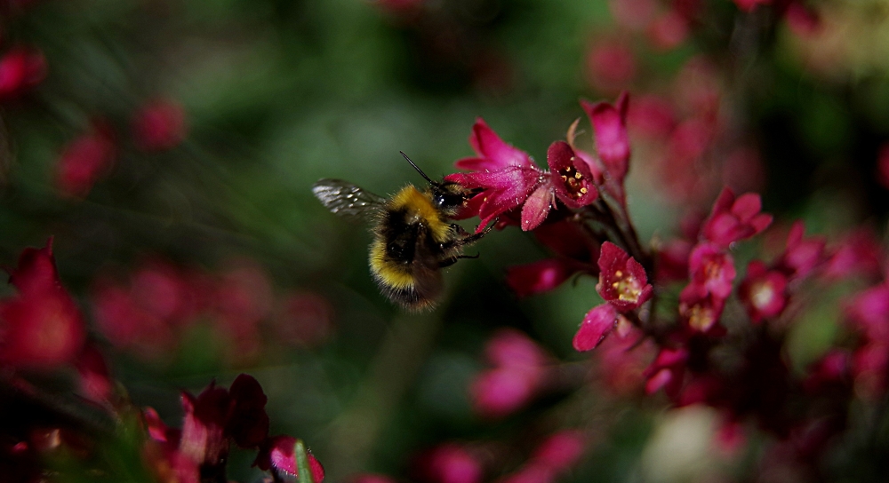 Bumble bee and London Pride by davidwozhere - Pentax User