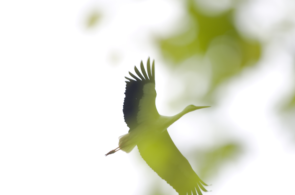 Green Stork by mikeprotts - Pentax User