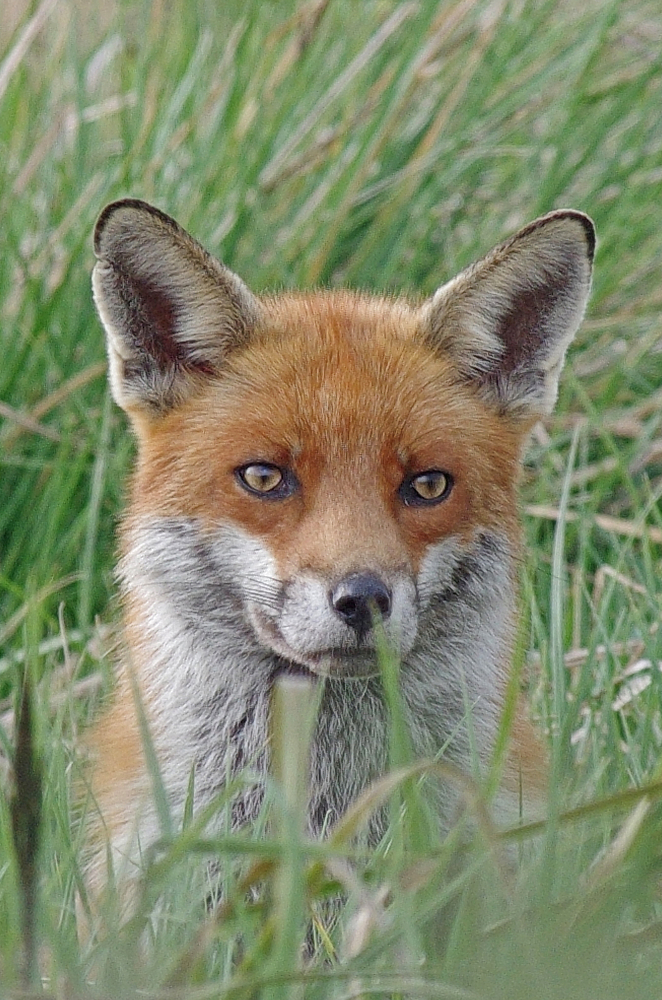 Meadow Fox by AndrewH - Pentax User