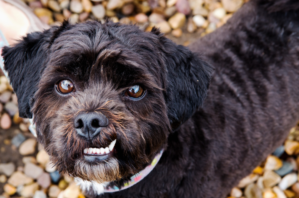 Menacing Smile by davidrobinson - Pentax User