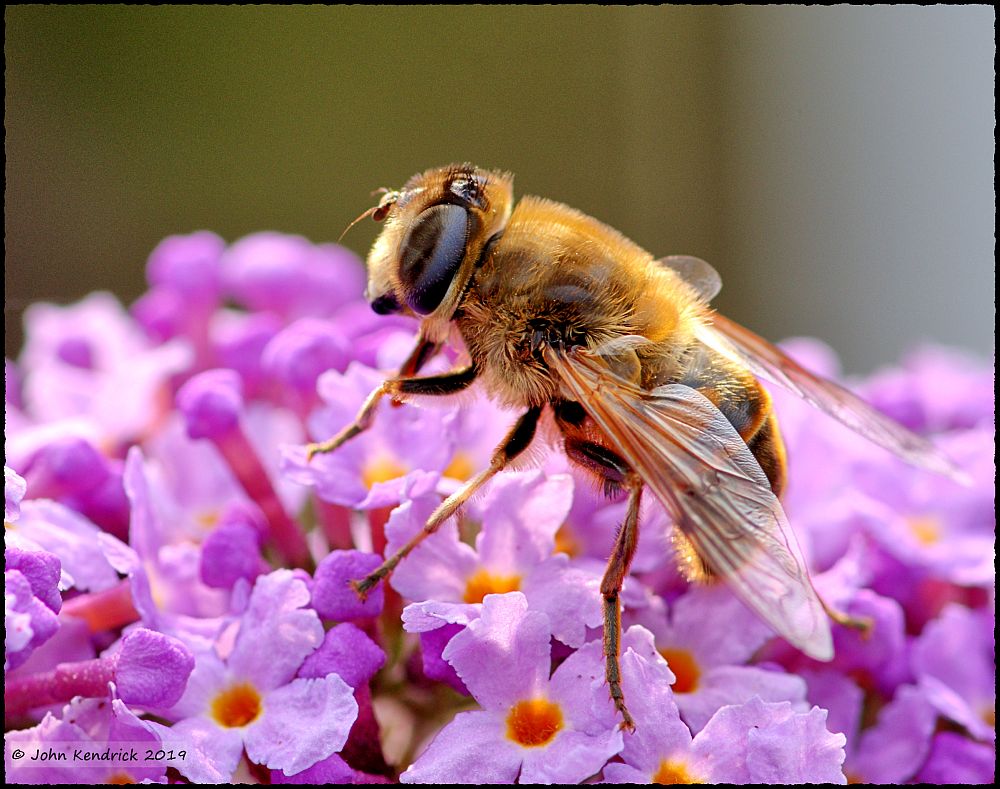 Bee on Buddleia