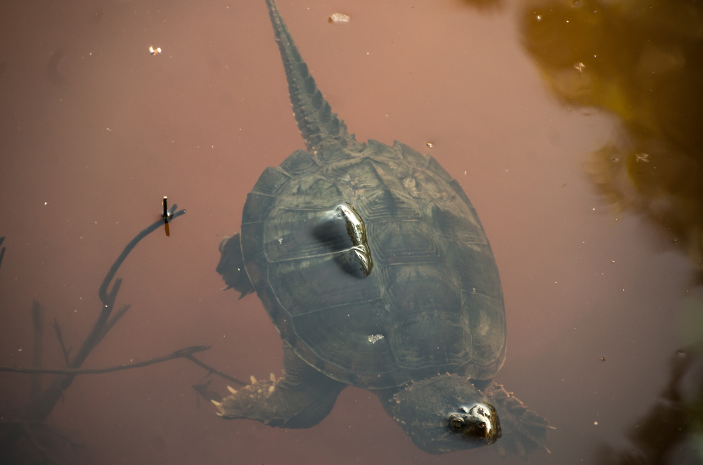 Tortue serpentine - Chelydra serpentina by Robidoune - Pentax User