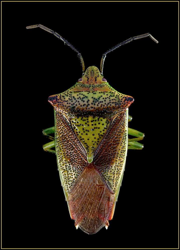 Hawthorn Shield Bug by coker - Pentax User