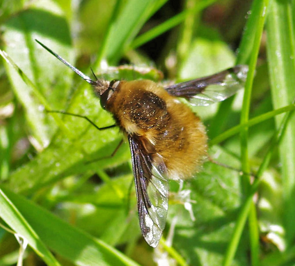 Bee Fly 2 by cbrog - Pentax User