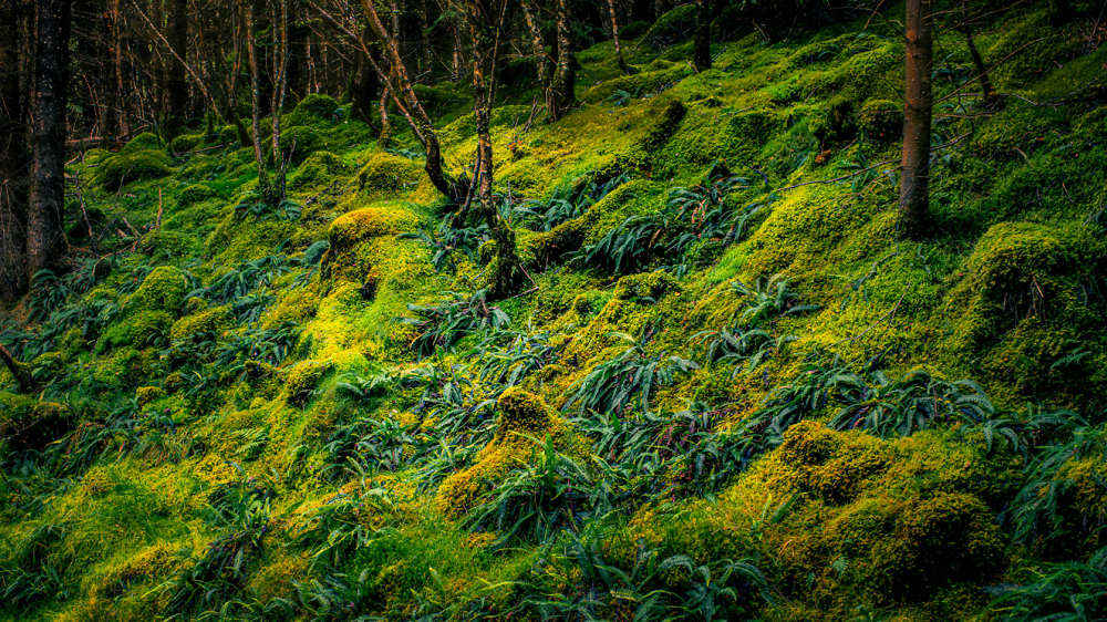 Fangorn Forest by kerrowdown - Pentax User