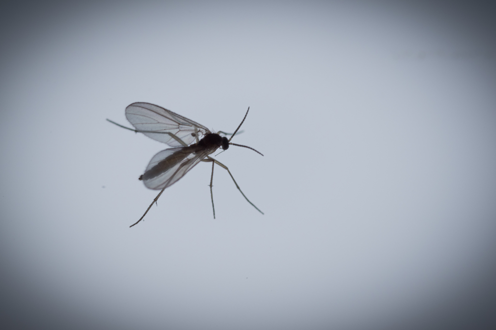 Fly walking across a window