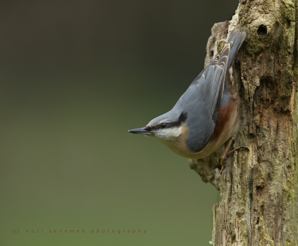 nuthatch by senn - Pentax User