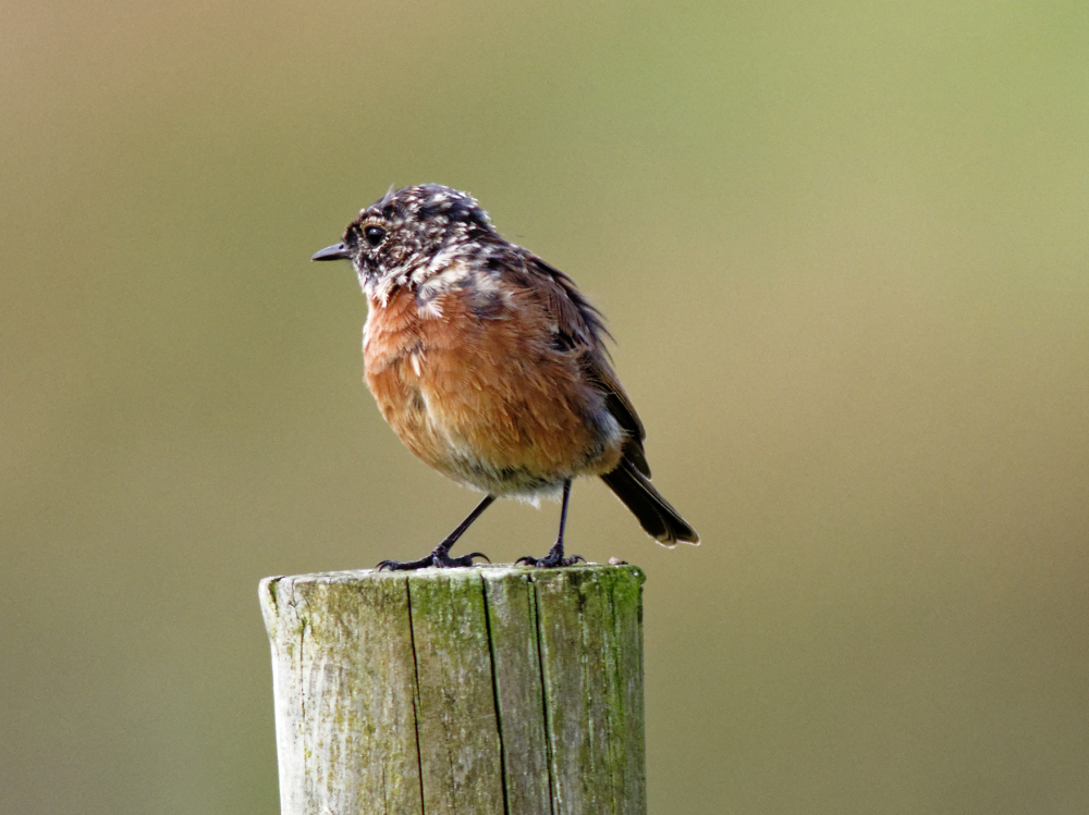 Juvenile Stone Chat by tomkeet - Pentax User
